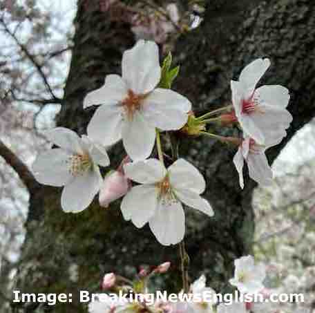 Sakura Tree Spelling