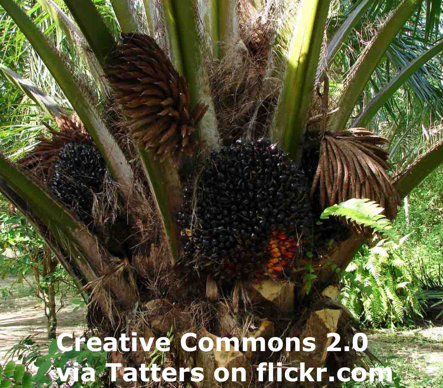 Palm-alt Oil - ESL Lesson Plan - Breaking News English Lesson