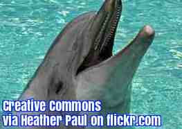 Dolphin Language - Breaking News English Lesson - ESL