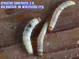 ESL Lesson Plan on Plastic-Eating Worm - Breaking News English Lesson
