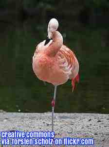 ESL Lesson Plan on Flamingos - Breaking News English Lesson