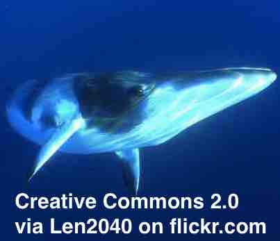 Commercial Whaling - ESL Lesson Plan - Breaking News English Lesson