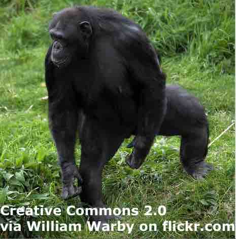 Dancing Chimpanzees - ESL Lesson Plan - Breaking News English Lesson