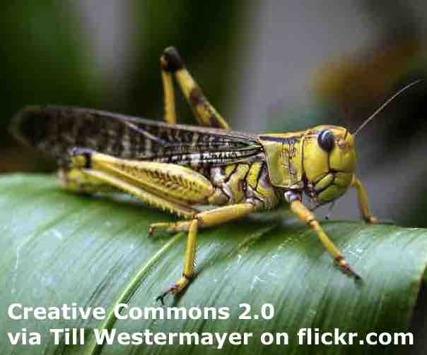 Locust Invasion - ESL Lesson Plan - Breaking News English Lesson