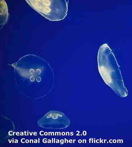 Jellyfish - ESL Lesson Plan - Breaking News English Lesson