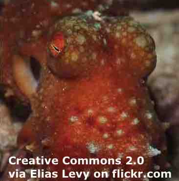 Octopus DNA - ESL Lesson Plan - Breaking News English Lesson