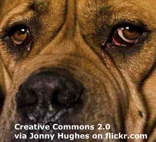 Breaking News English | Listening | Dog Tears