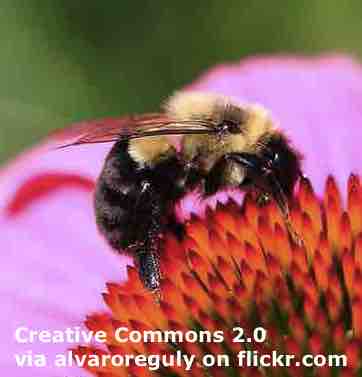 Bees and Balls - ESL Lesson Plan - Breaking News English Lesson