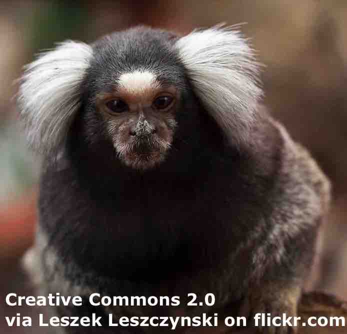 Breaking News English | Listening | Marmosets