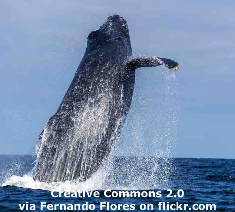 Humpback Whale - ESL Lesson Plan - Breaking News English Lesson