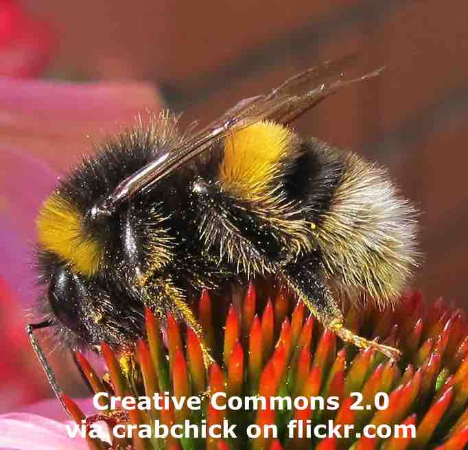 Bees - ESL Lesson Plan - Breaking News English Lesson