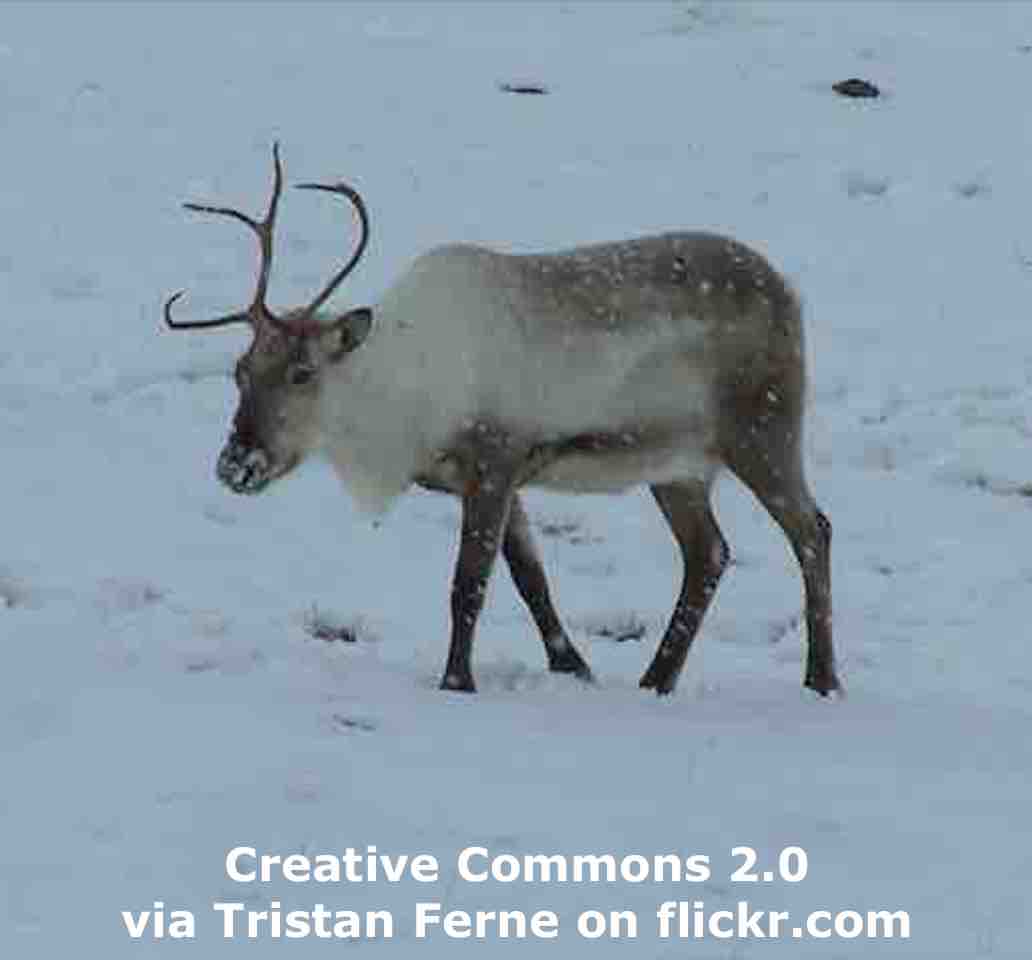 Breaking News English | Dictation | Reindeer