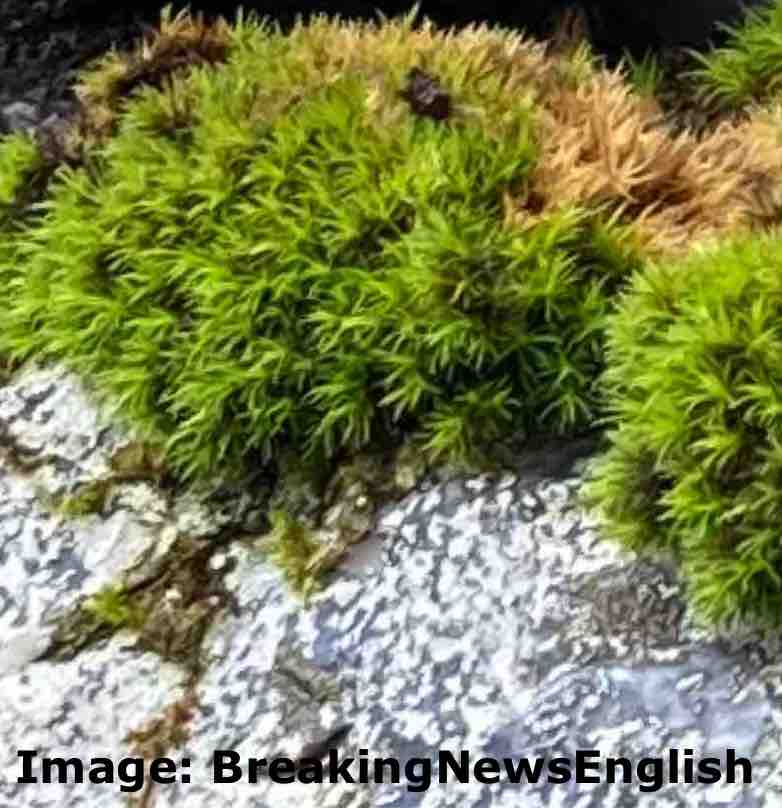 Breaking News English | Listening | Moss and Forensics